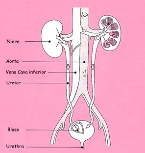 UroSurf